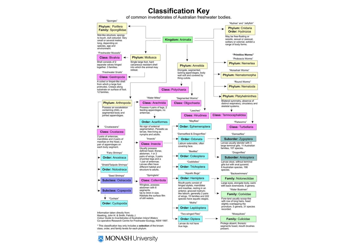 Learning with chemistry - Classification Key of common invertebrates of ...