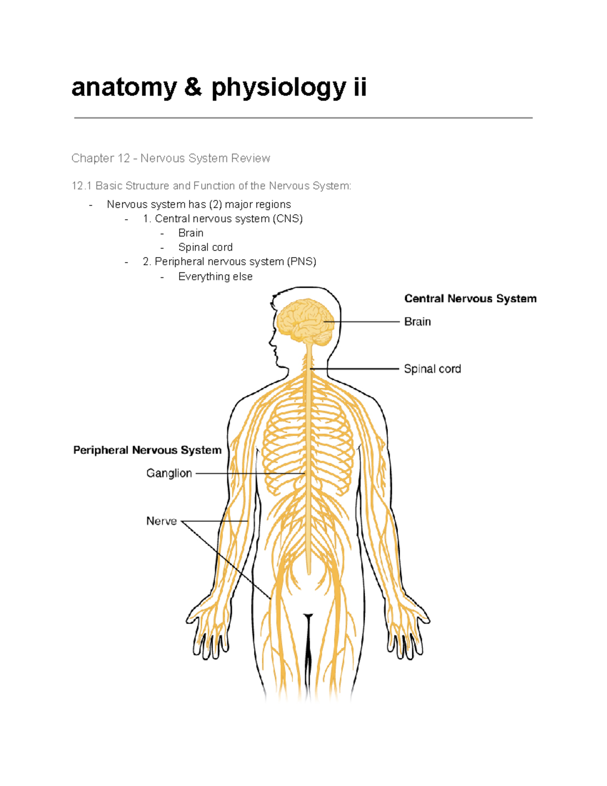 Anatomy and Physiology 2 - Chapter 12 Nervous System Review Notes ...