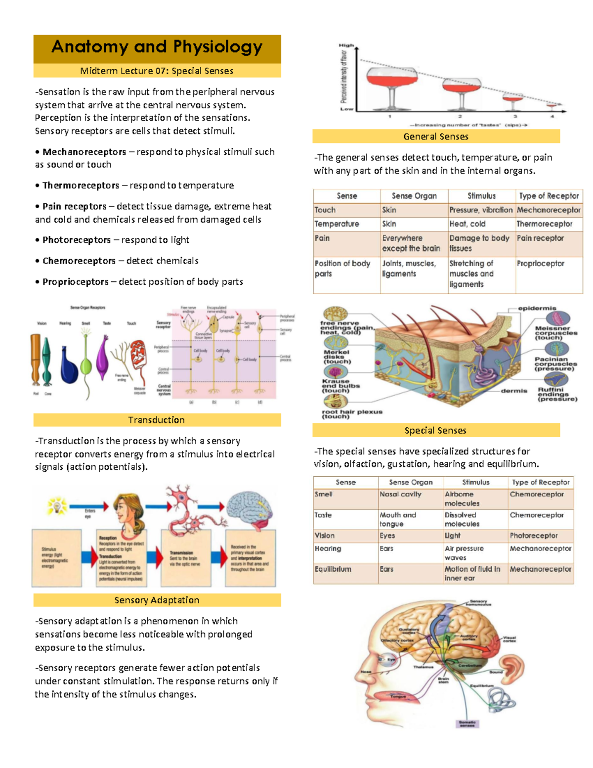 Anatomy and Physiology Midterm Lecture 07: Special Senses Overview ...
