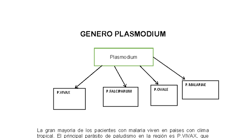 Genero Plasmodium - !!! - GENERO PLASMODIUM La gran mayoria de los ...