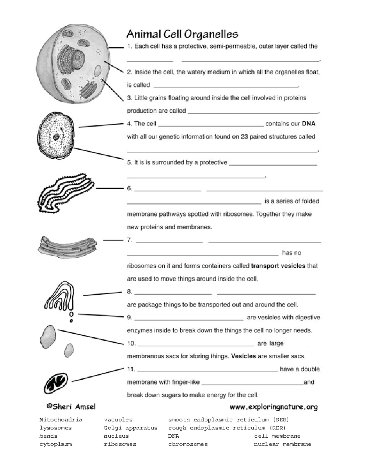 Organelle Worksheet (Fill in the blanks) - Mitochondria vacuoles smooth ...
