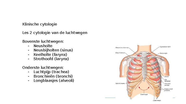Klinische Cytologie Les 2: Luchtwegen en Longziekten - Studeersnel