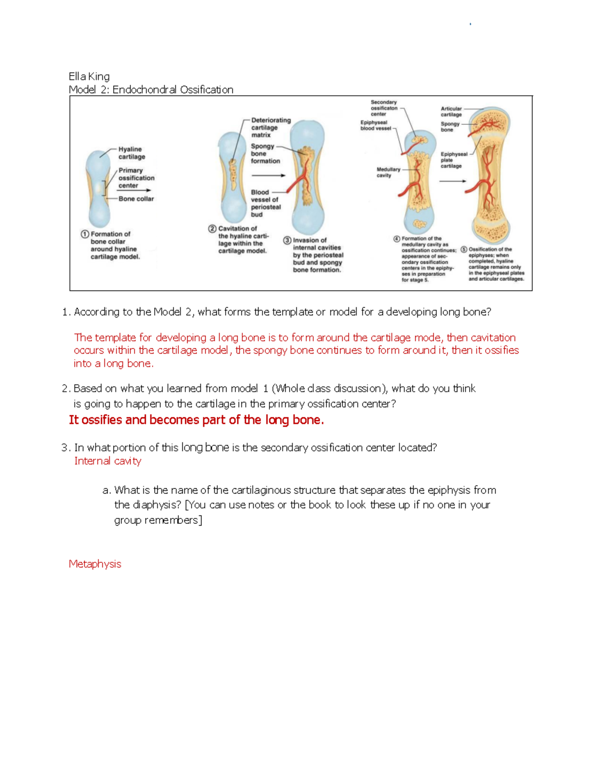 Endochondral Ossification: Ella King Model 2 Insights - Studocu