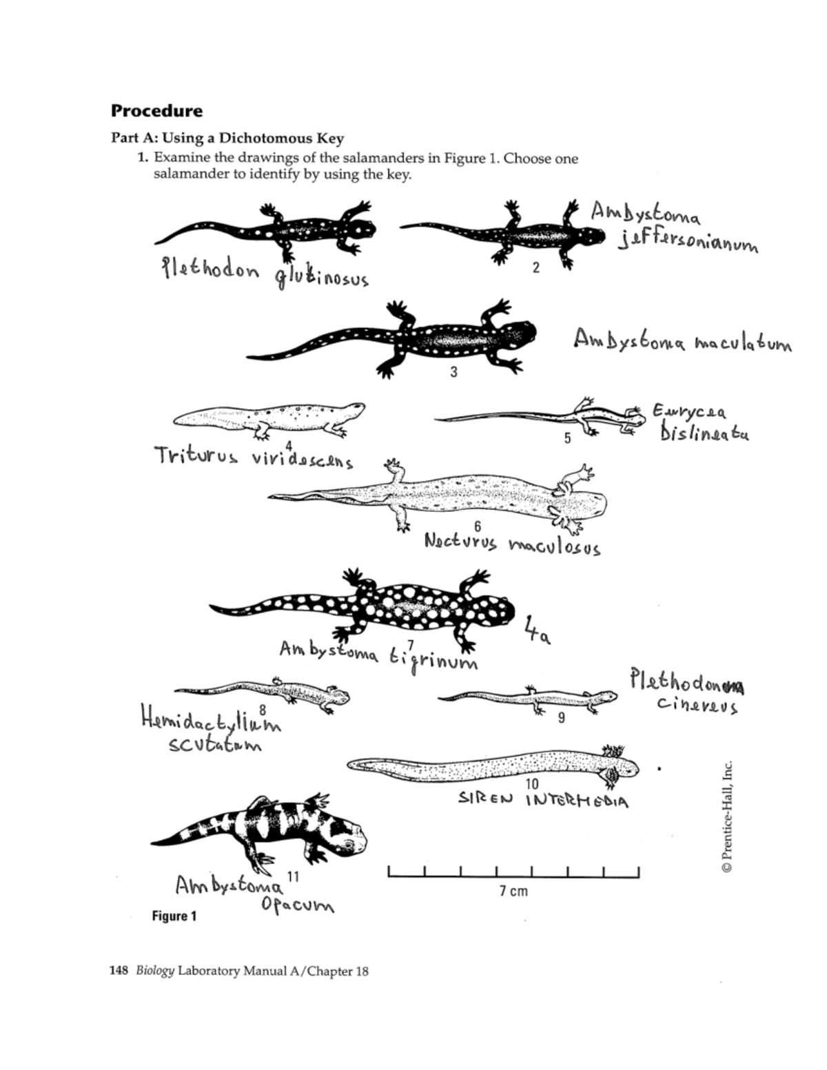 Biology Lab Manual: Procedure Part A - Dichotomous Key Answers - Studocu