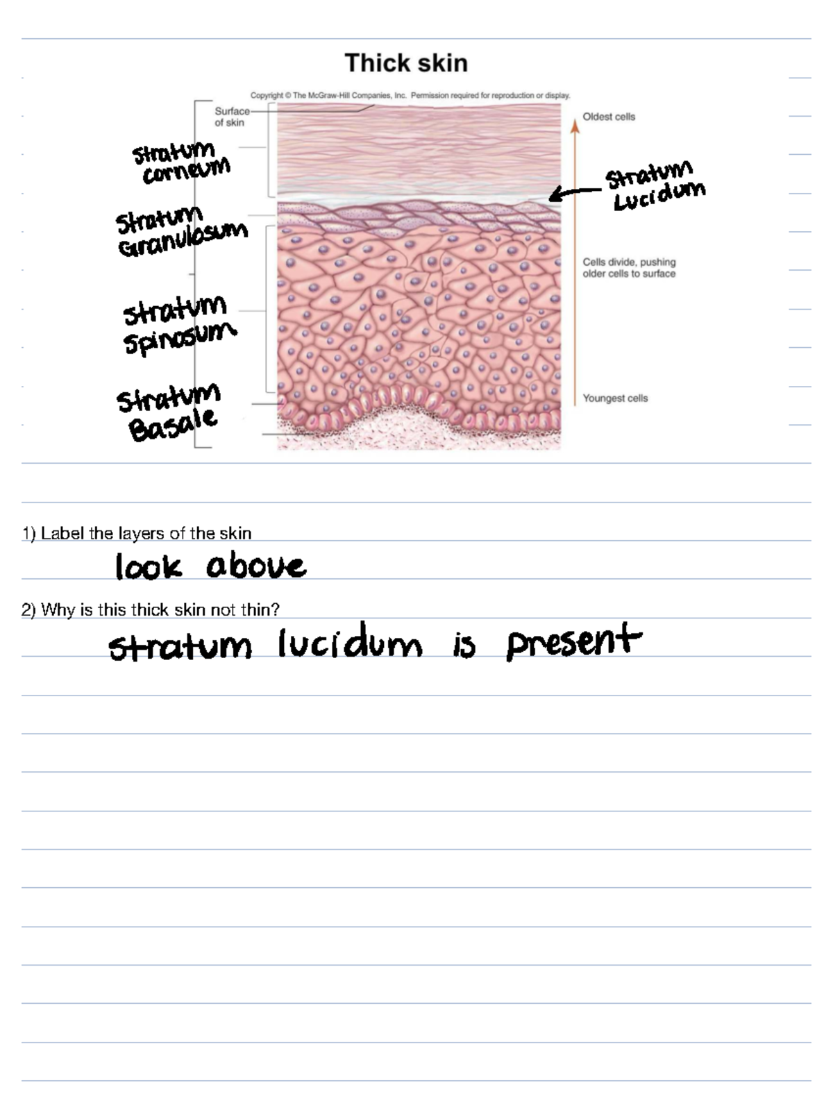 Lab Quiz 1 Answers: Skin Layers & Endocrine Stimuli - Studocu