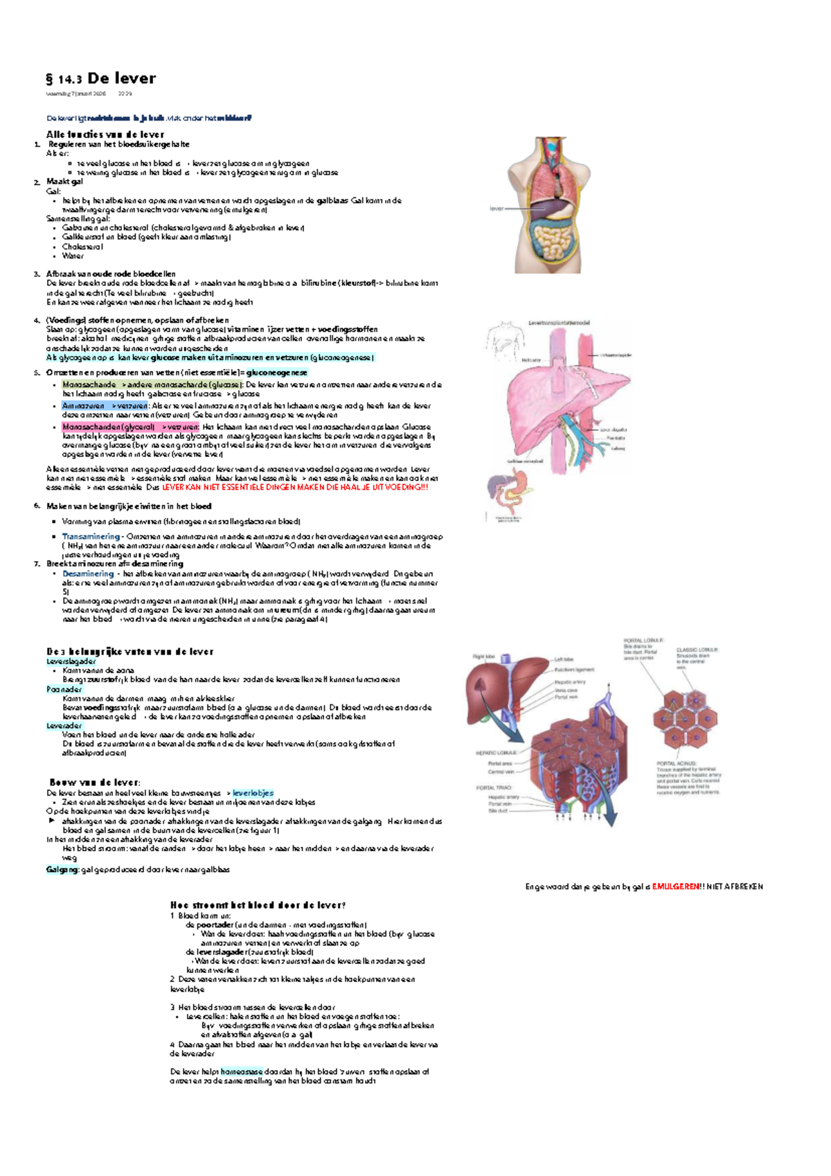 § 14.3 De lever - uitscheiding - De lever ligt rechtsboven in je buik ...