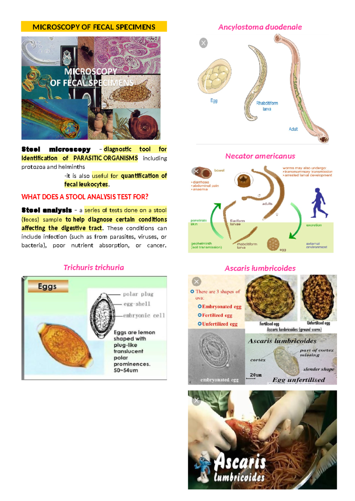 Microscopy OF Fecal Specimens - MICROSCOPY OF FECAL SPECIMENS Stool ...