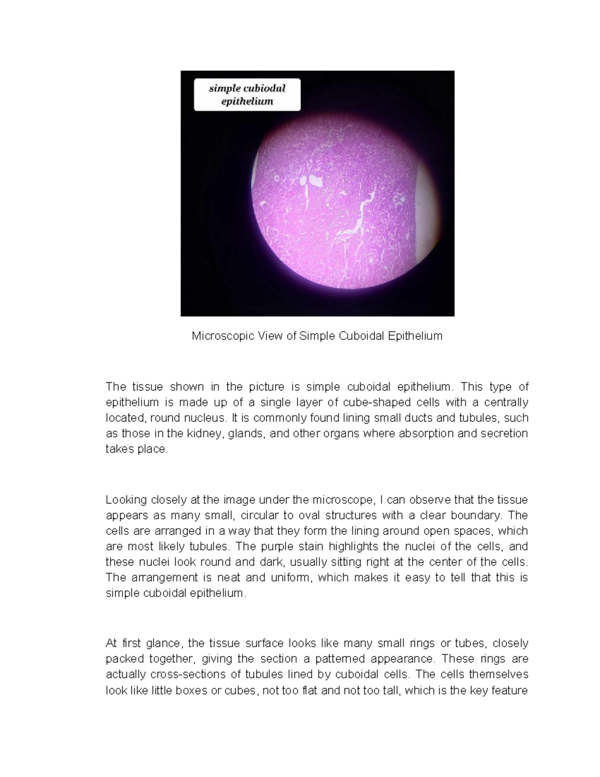 Microscopic Analysis of Simple Cuboidal Epithelium - Studocu