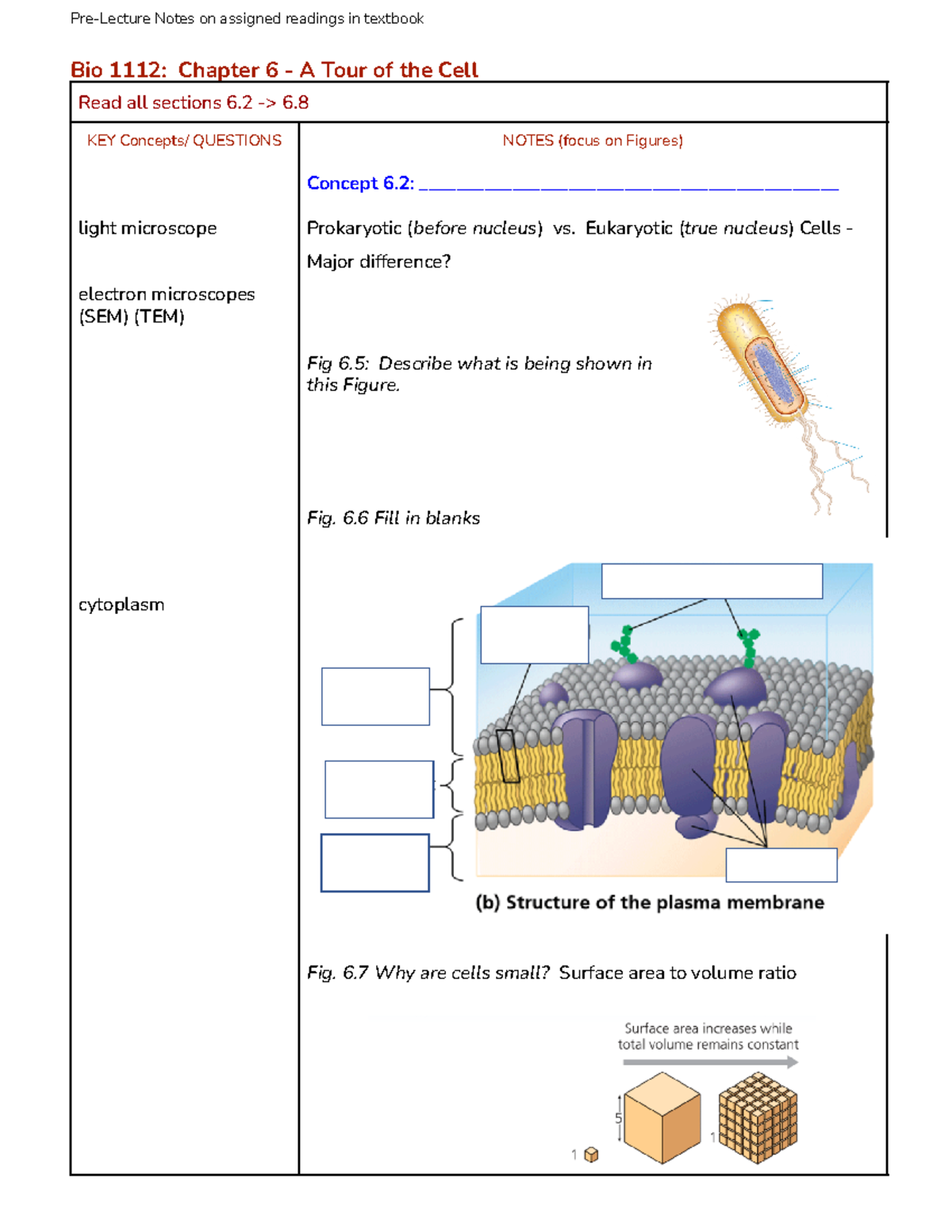 Bio 1112: Ch. 6 Cornell Notes on Cell Structure and Function - Studocu