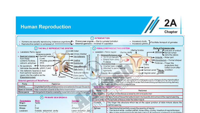 2A Human Reproduction: The Male and Female Reproductive Systems - Studocu