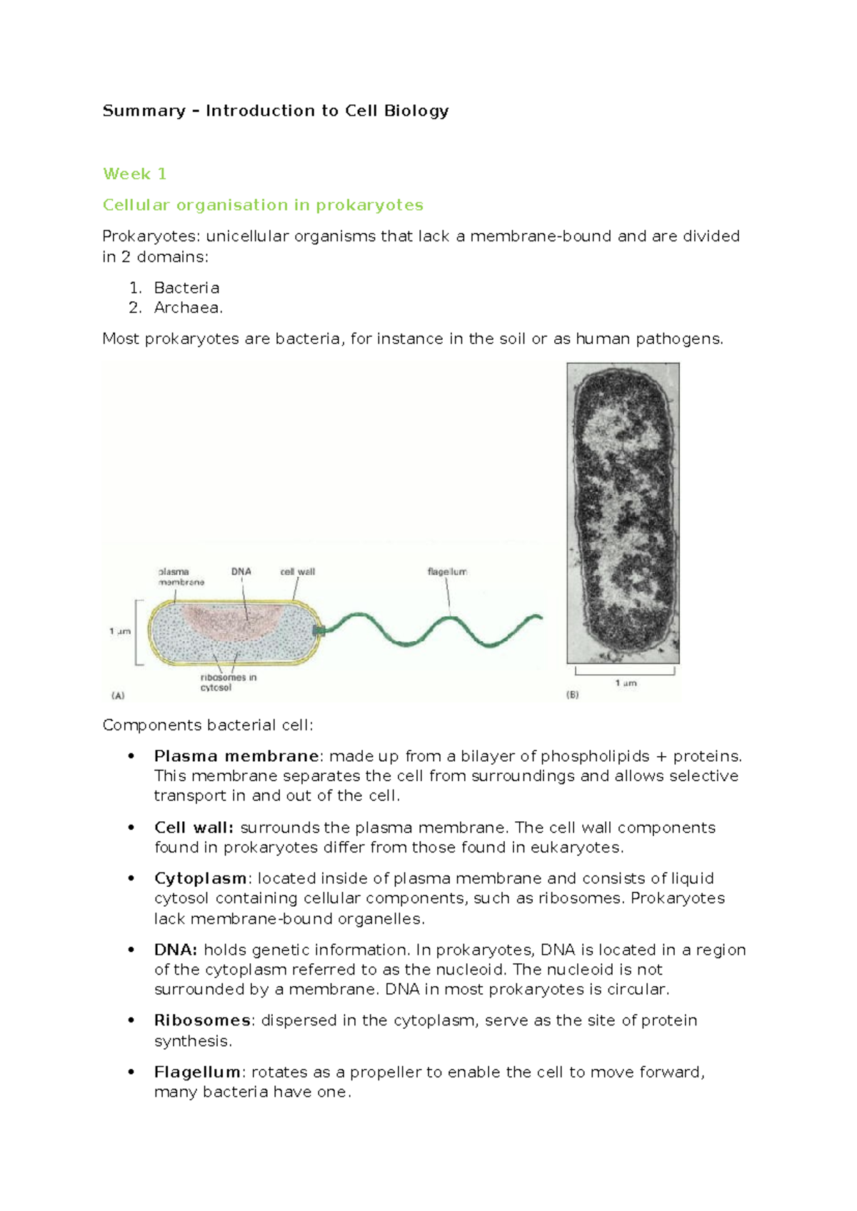 Summary of Week 1: Cellular Organization in Prokaryotes and Eukaryotes ...
