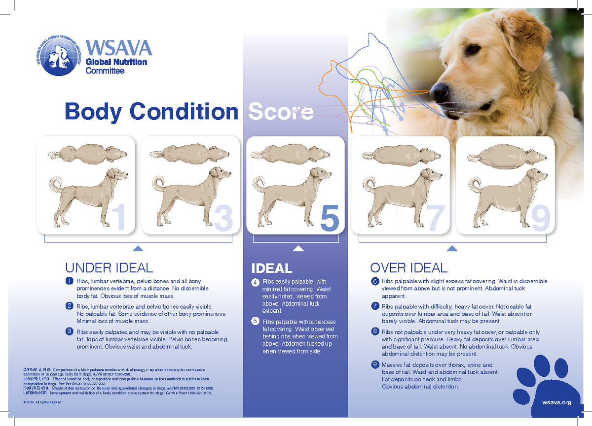 Body Condition Score Dog - wsava Body Condition Score OVER IDEAL Ribs ...