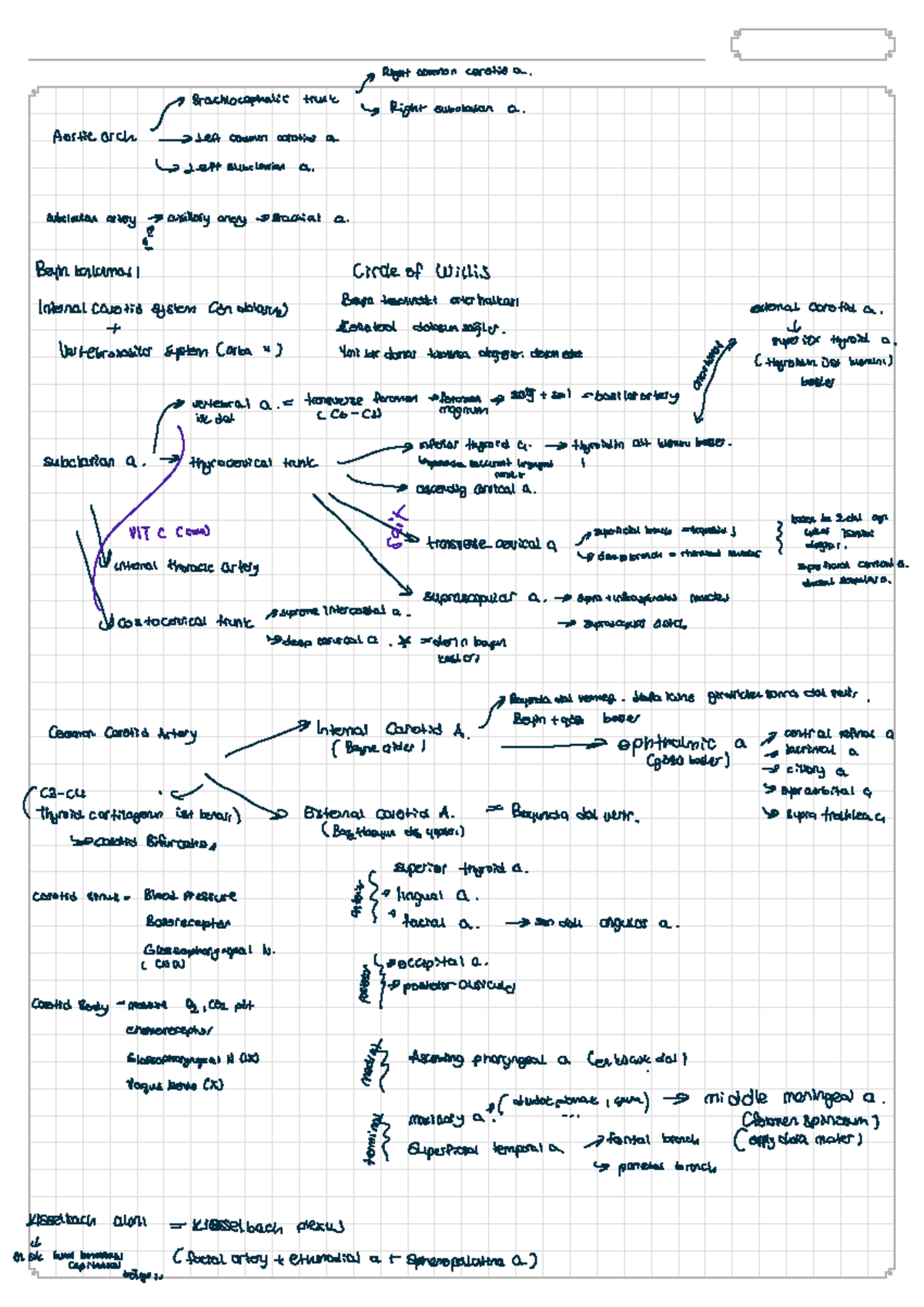 Anatomy of the Common Carotid Artery and Its Branches - Not Defteri 3 ...