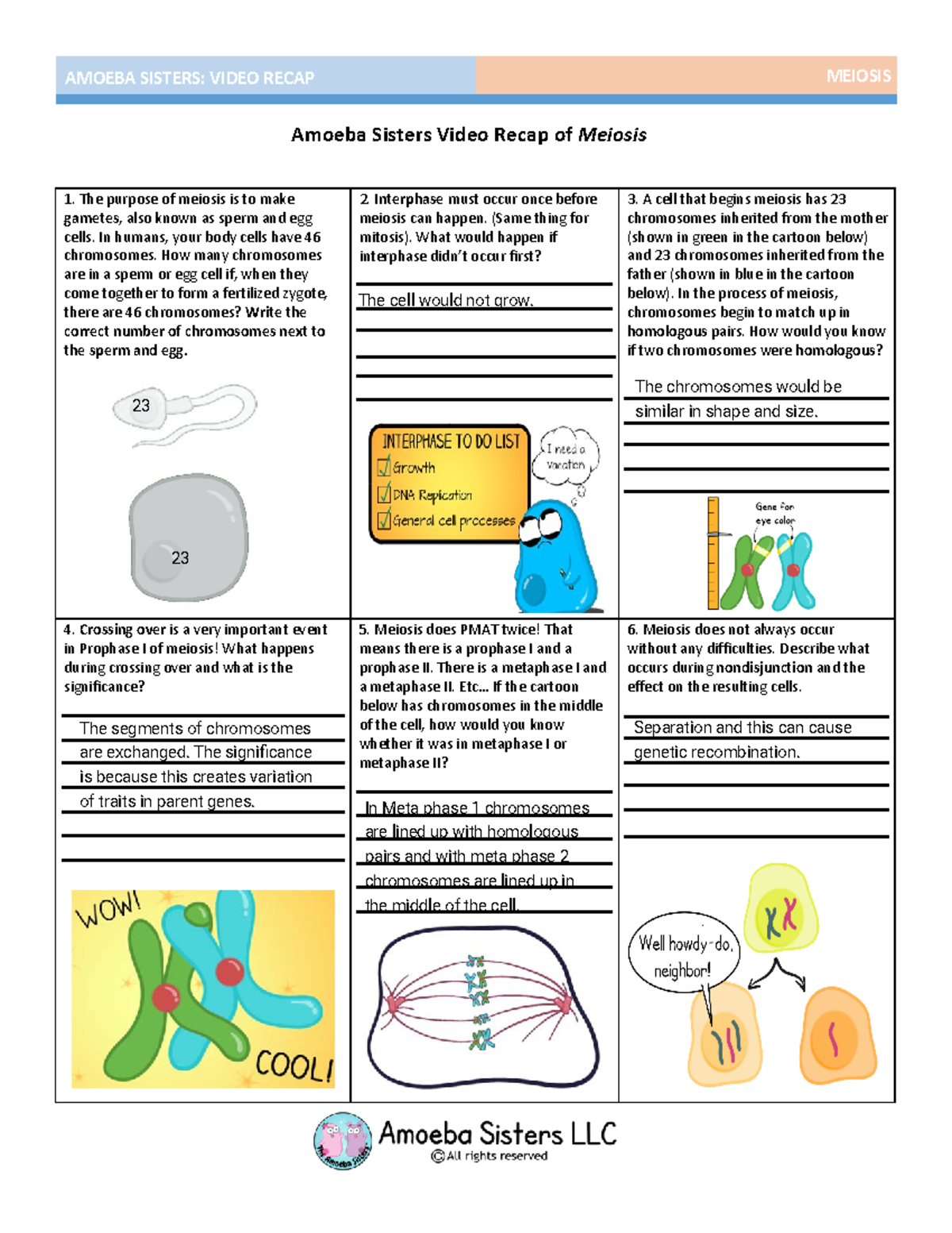 Amoeba Sisters Meiosis Video Recap: Key Concepts and Updates - Studocu