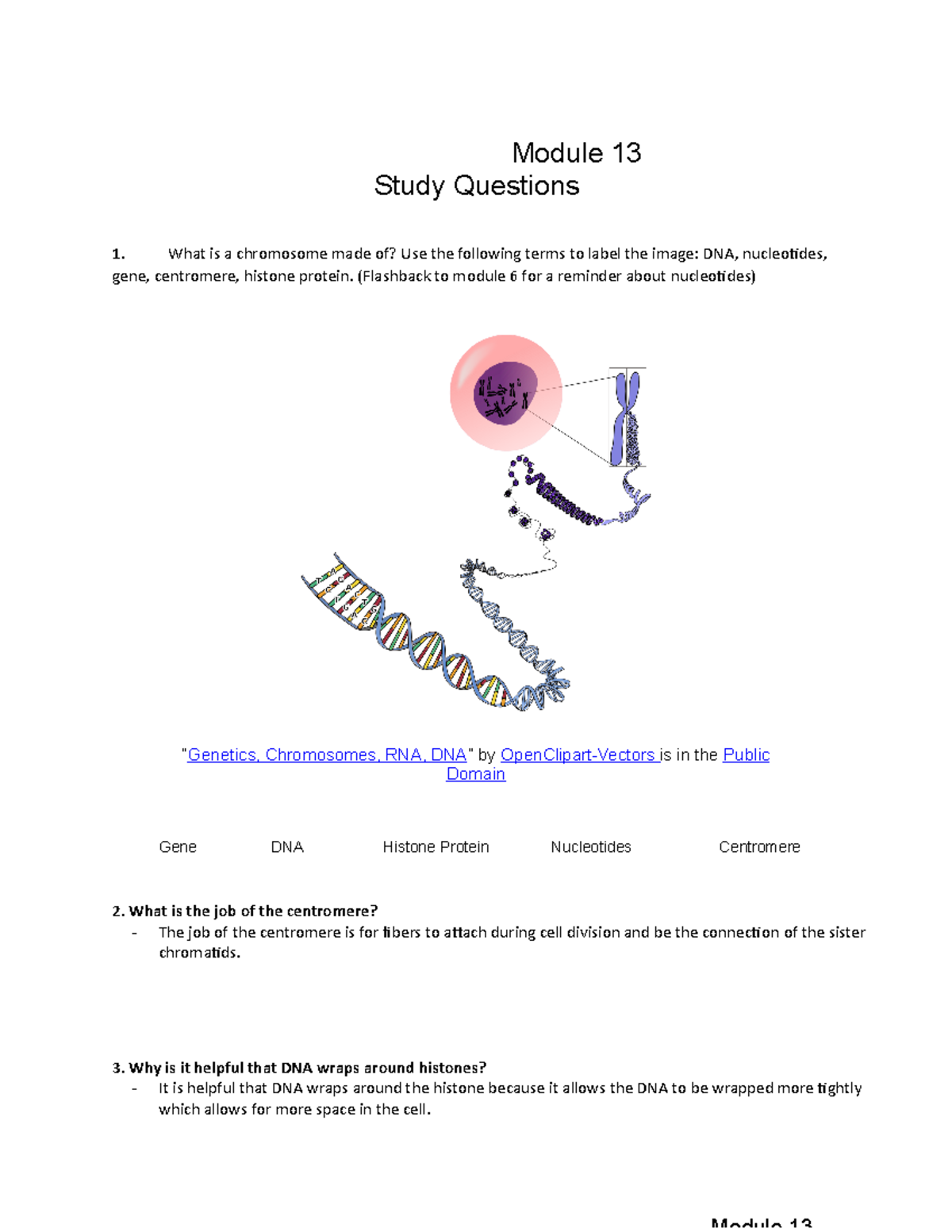 Module 13 study questions - Module 13 Study Questions What is a chromosome made of? Use the ...