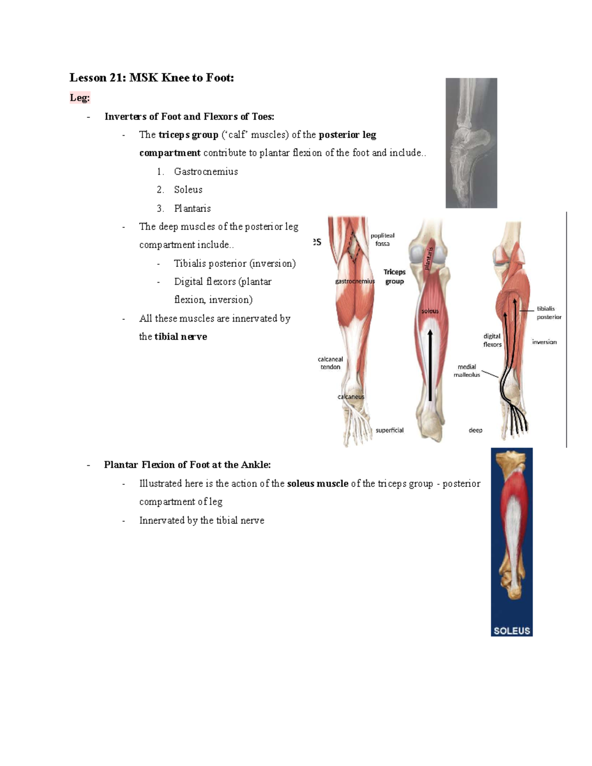 Lesson 21: HTHSCI 1H06A - Muscles of the Leg and Foot Functions - Studocu