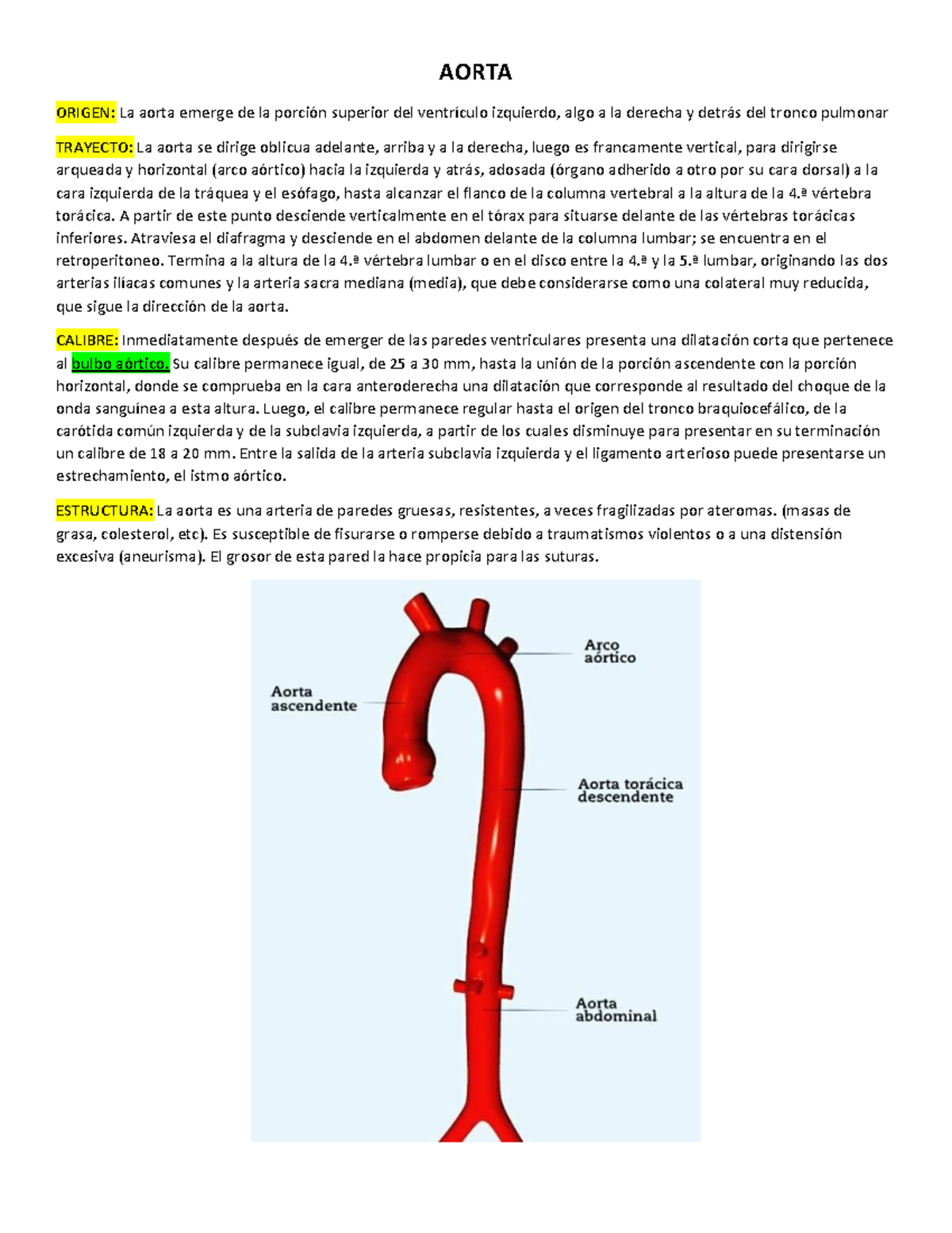 Anatomía De Las Ramas De La Aorta