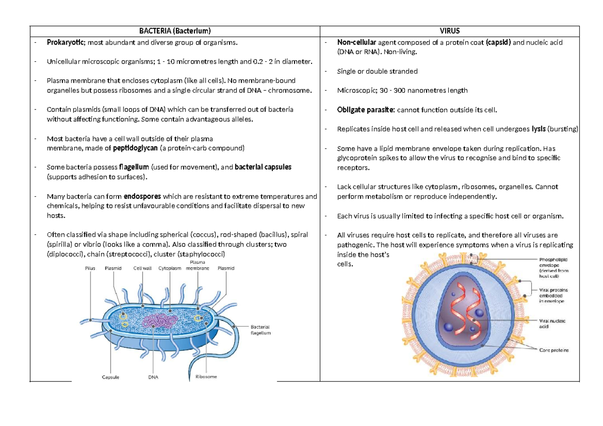 U4 Biology - Structure and Life of Bacteria & Viruses Overview - Studocu
