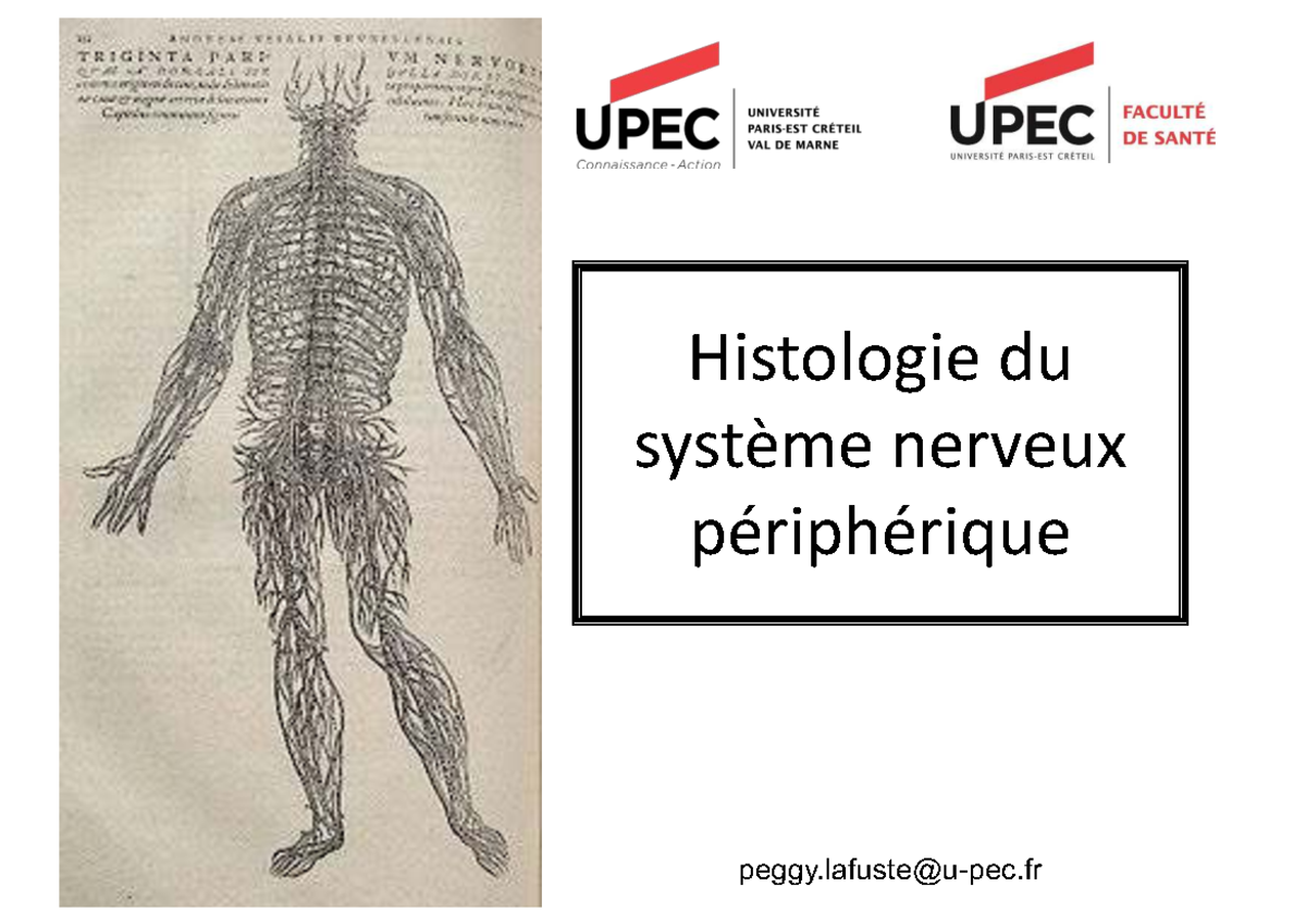 Histologie du Système Nerveux Périphérique - Les Nerfs Périphériques ...
