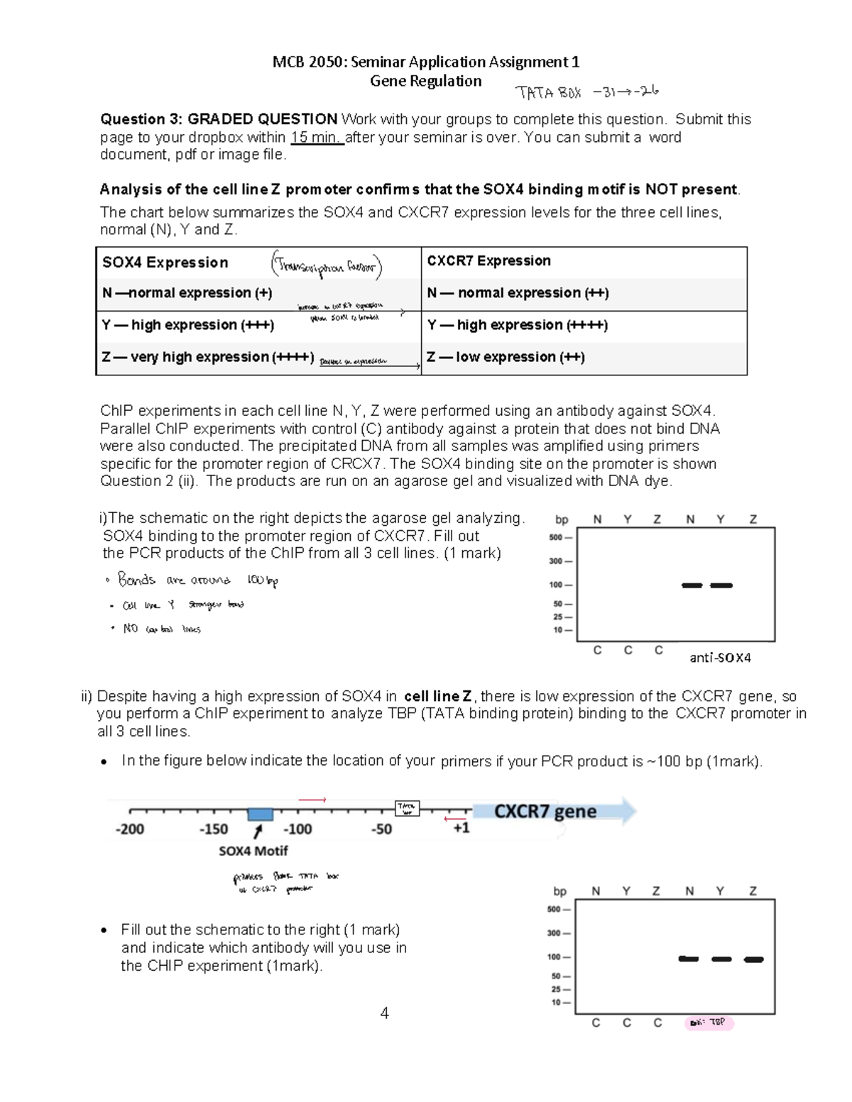 MCB 2050: Seminar 1 on Gene Regulation and TATA Box Analysis - Studocu