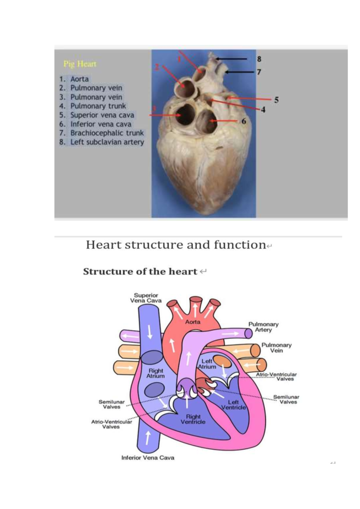 Heart Bisection: Anatomy & Function of Pig Heart Structures - Studocu