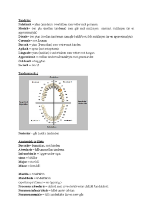 Tandens Morfologi OCH Funktion - TANDENS MORFOLOGI OCH FUNKTION ...