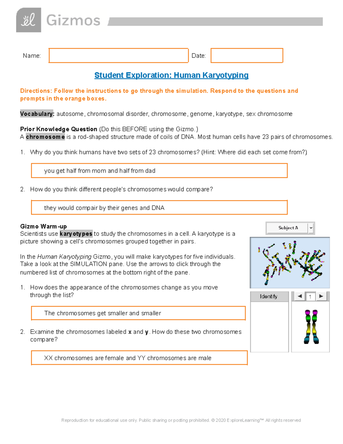 Human Karyotyping Lab Guide: Exploring Chromosomes and Gender ...