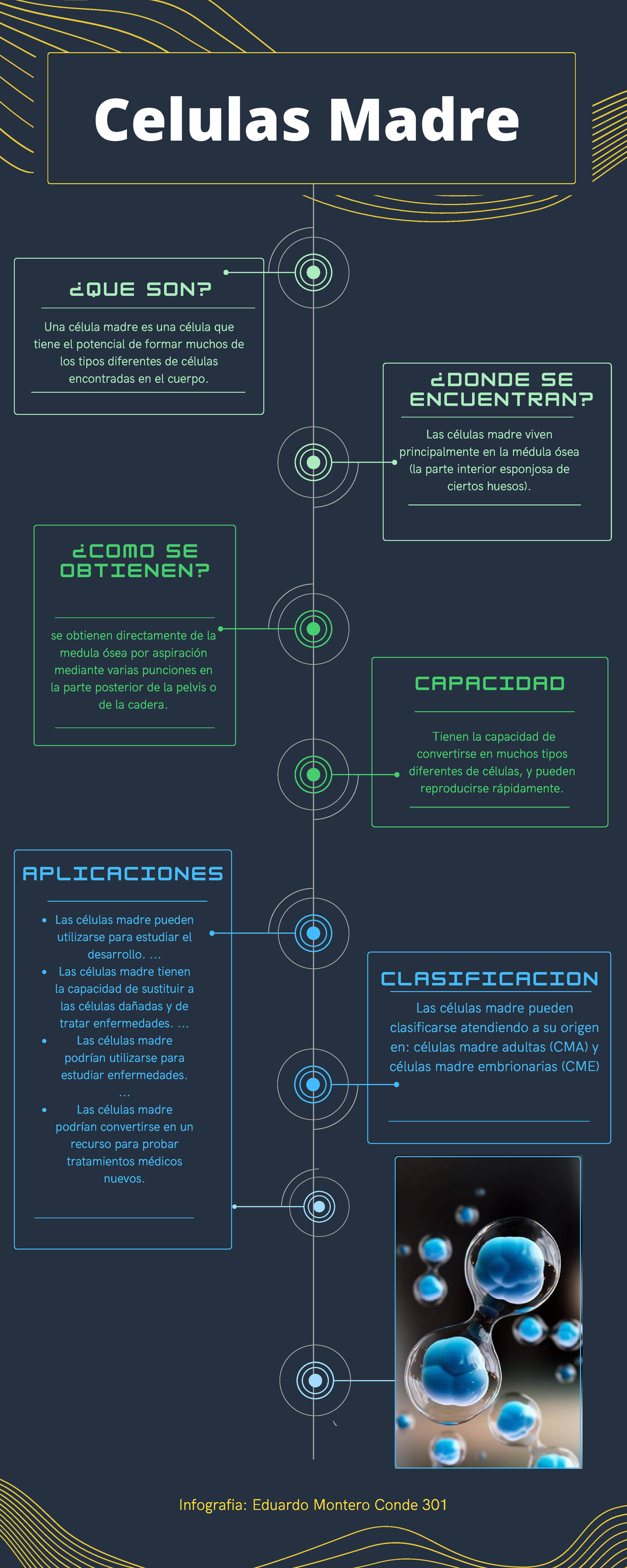 Infografia Celulas Madre Eduardo 301 - se obtienen directamente de la ...