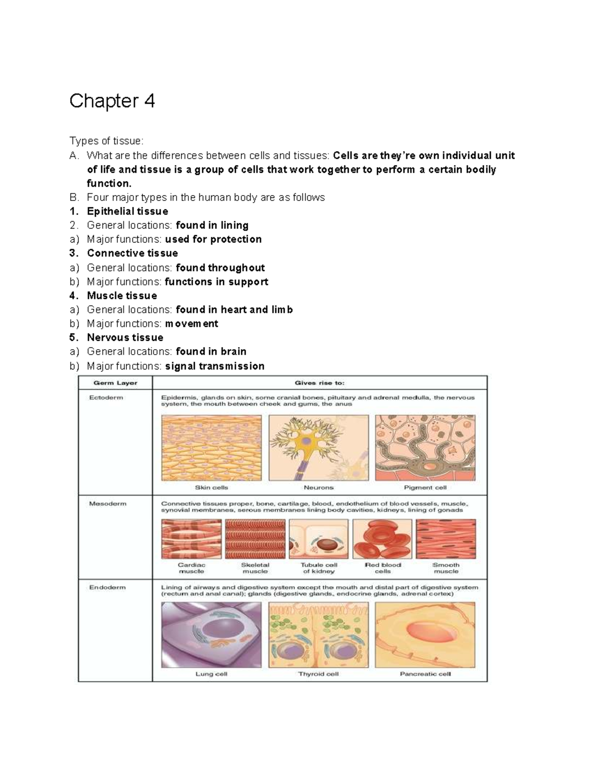 Chapter 4: Tissue Level of Organization Overview and Functions - Studocu