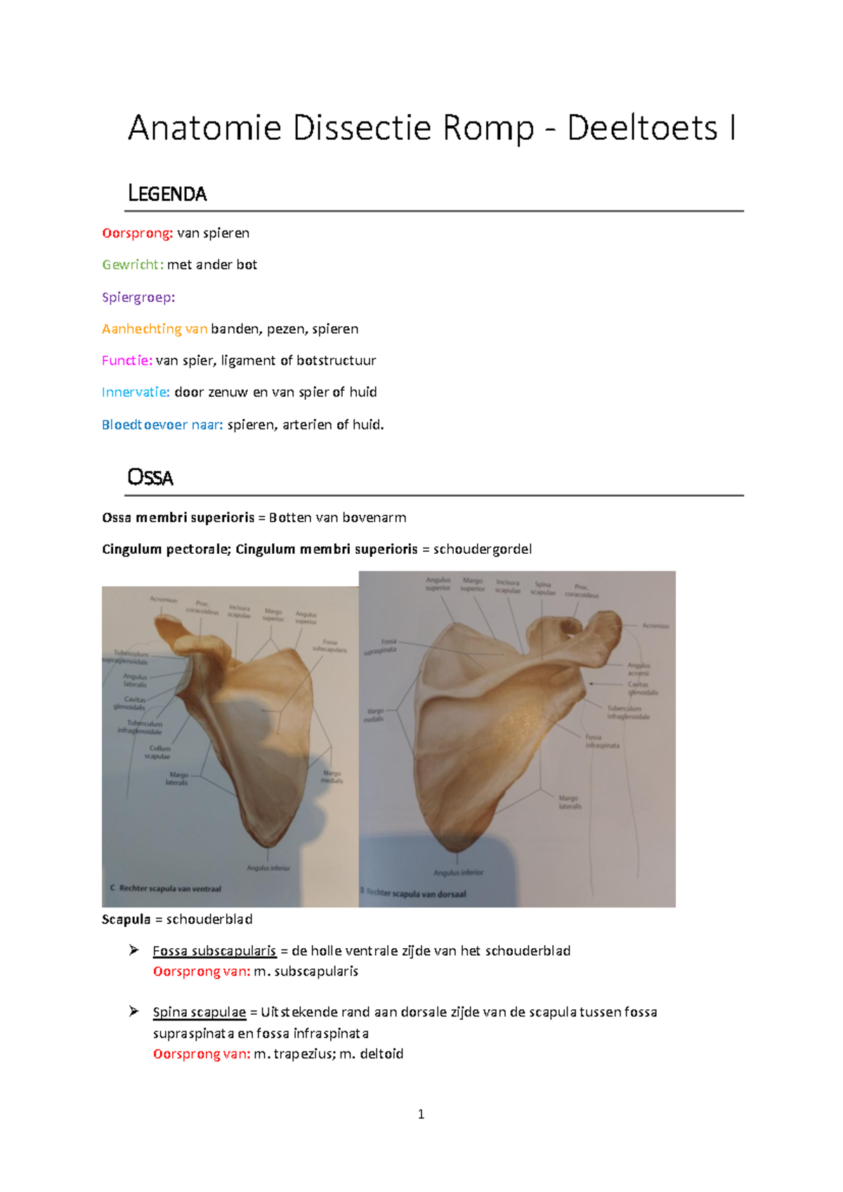 Anatomie Dissectie Romp - Deeltoets I: Spieren en Bloedtoevoer Functies ...