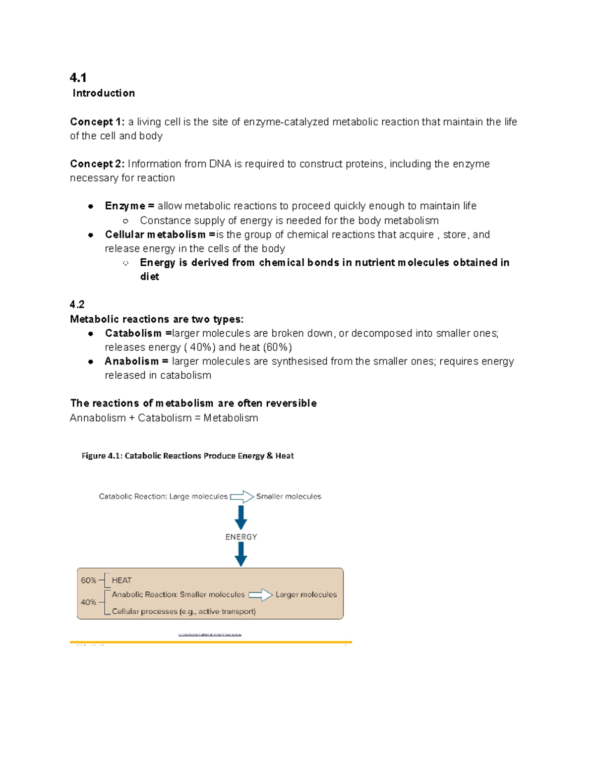 Metabolism and Enzyme Action: Concepts for BIOL 101 Final Exam - Studocu