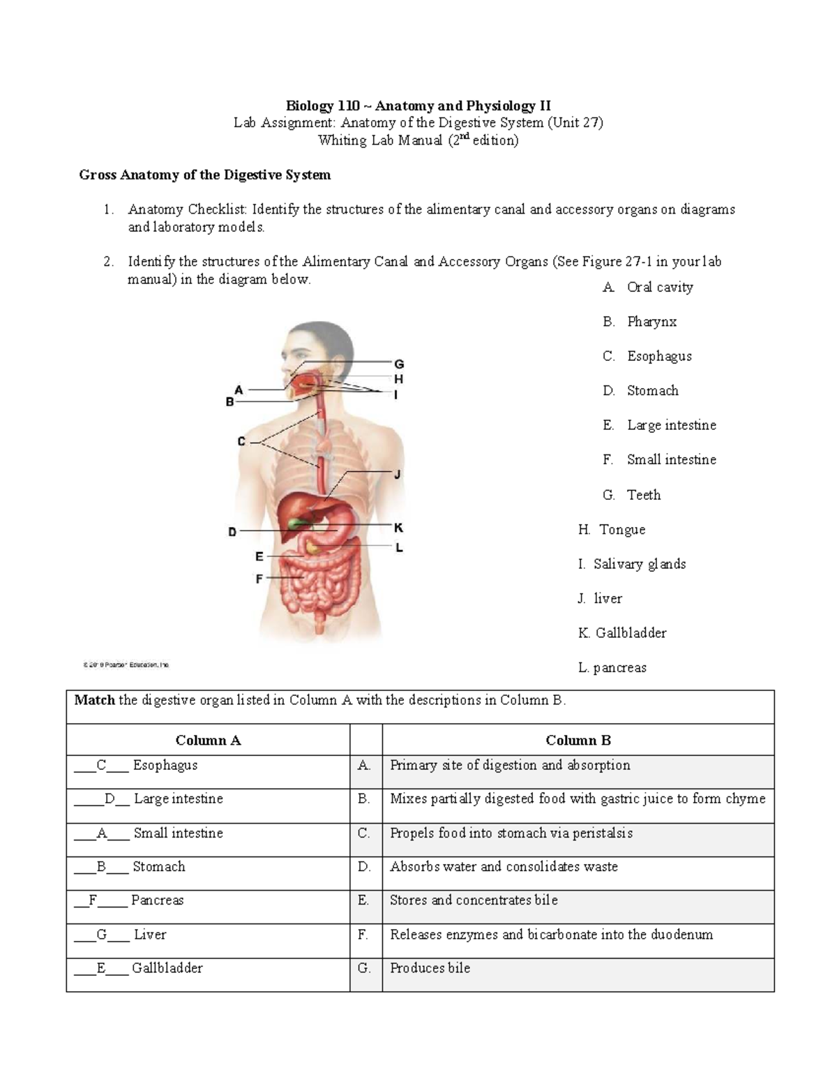 Biology 110 Lab Assignment: Anatomy of the Digestive System - Studocu