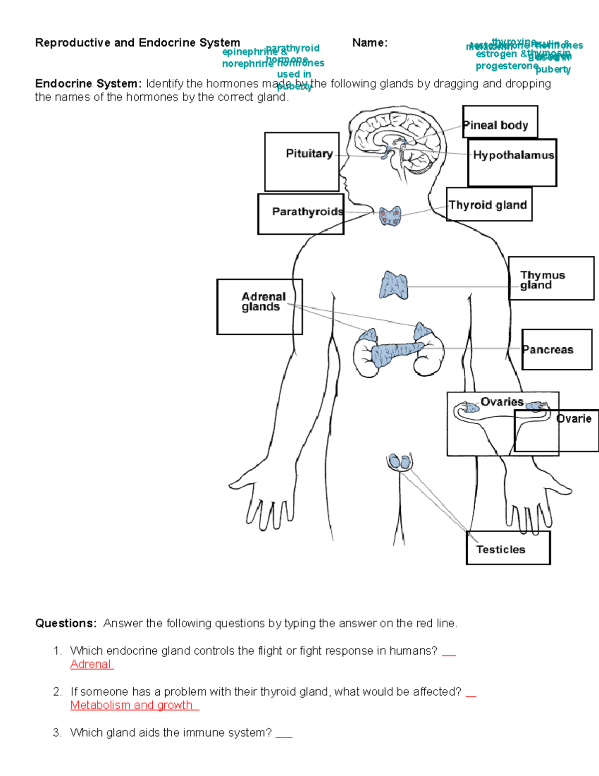 92 MED BIO Reproductive & Endocrine System Worksheet - Studocu