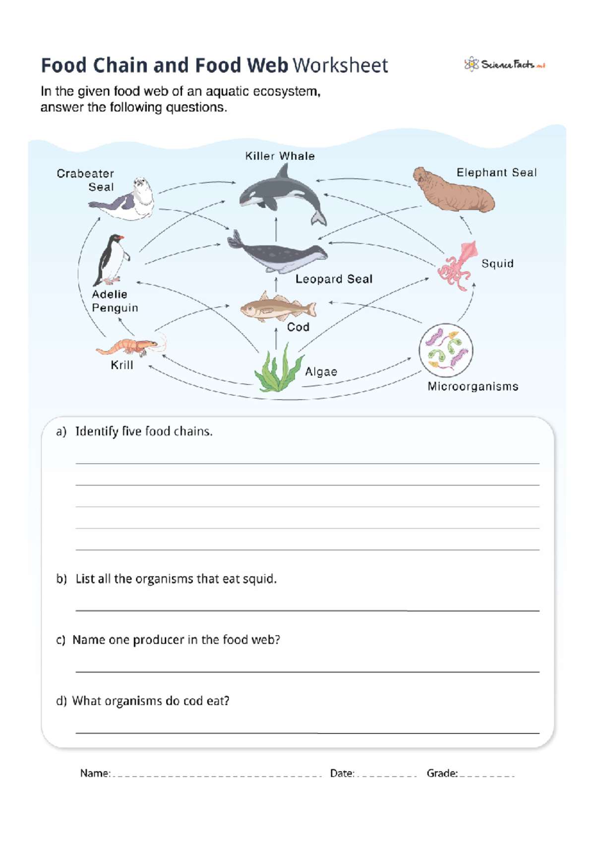 Skills Worksheet: Food Chains & Webs - Tyler Putman - Studocu