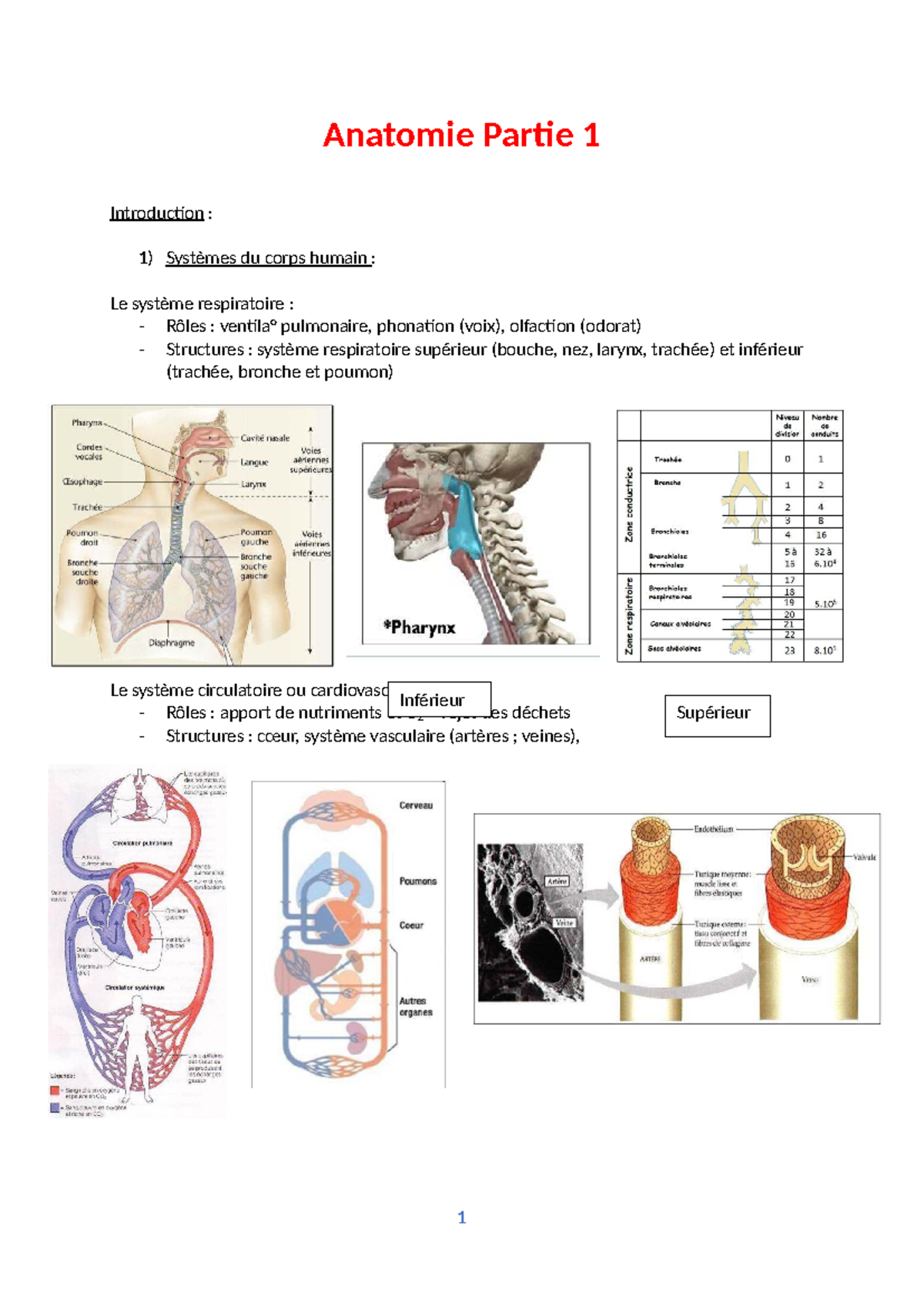 Anatomie Partie 1 : Introduction aux Systèmes et Tissus du Corps Humain ...