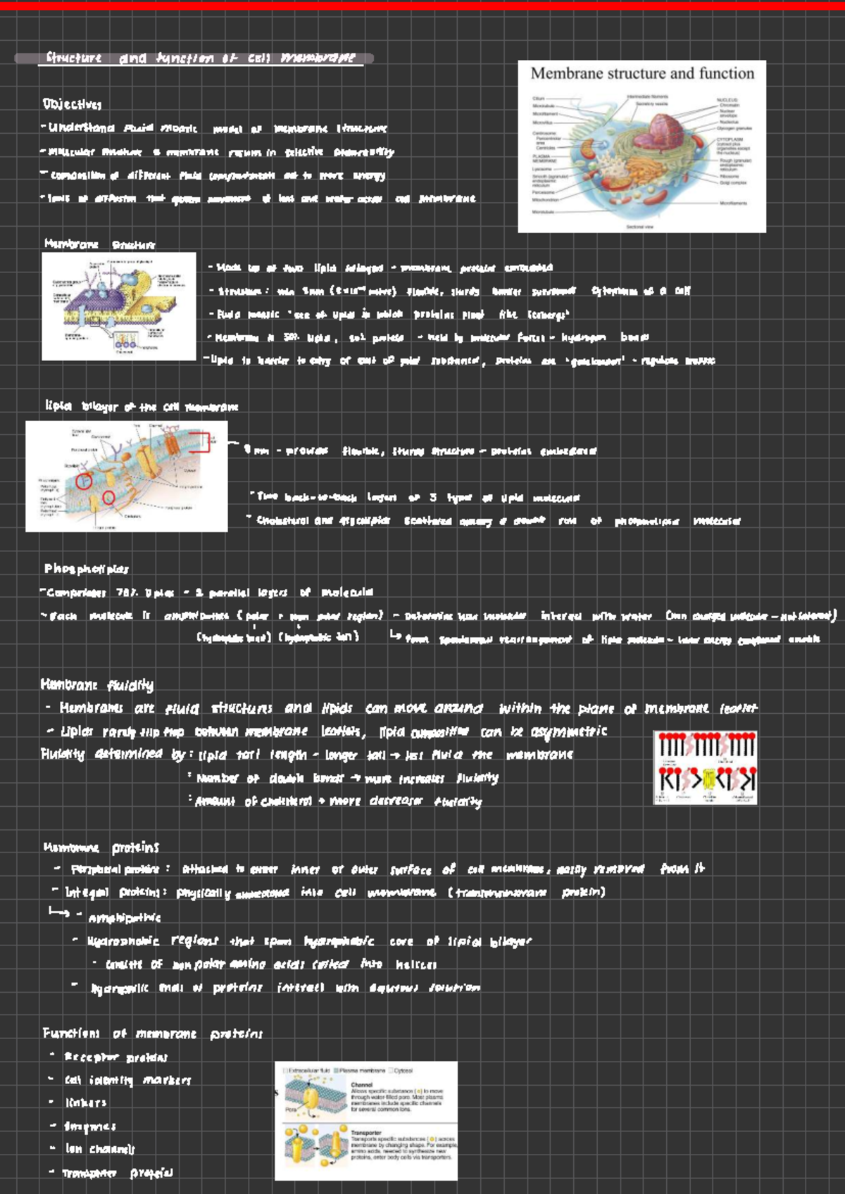 Bio107 Lecture Notes: Structure and Function of Cell Membrane - Studocu