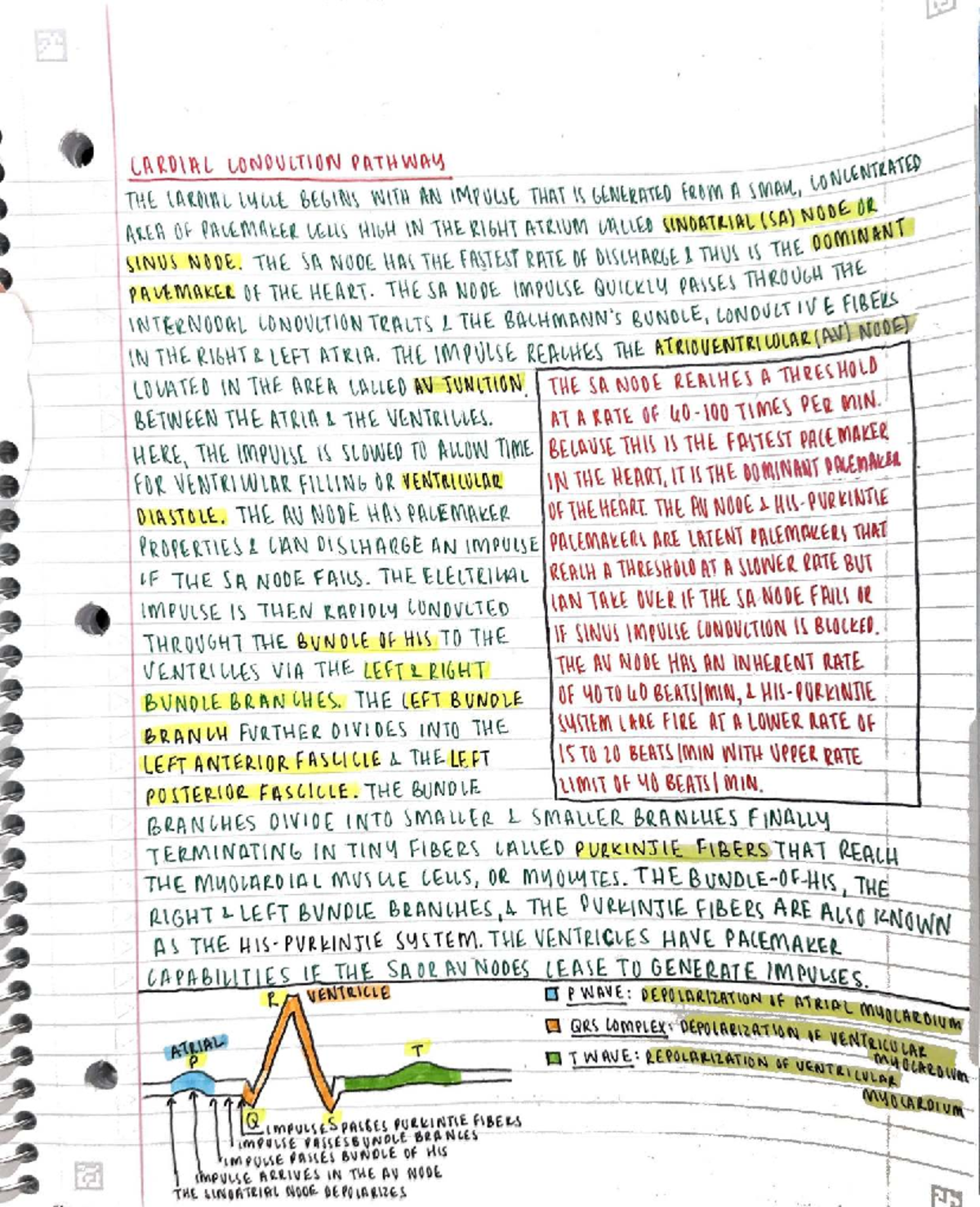 Cardiac Conduction Pathway Overview: SA Node & Impulse Transmission ...