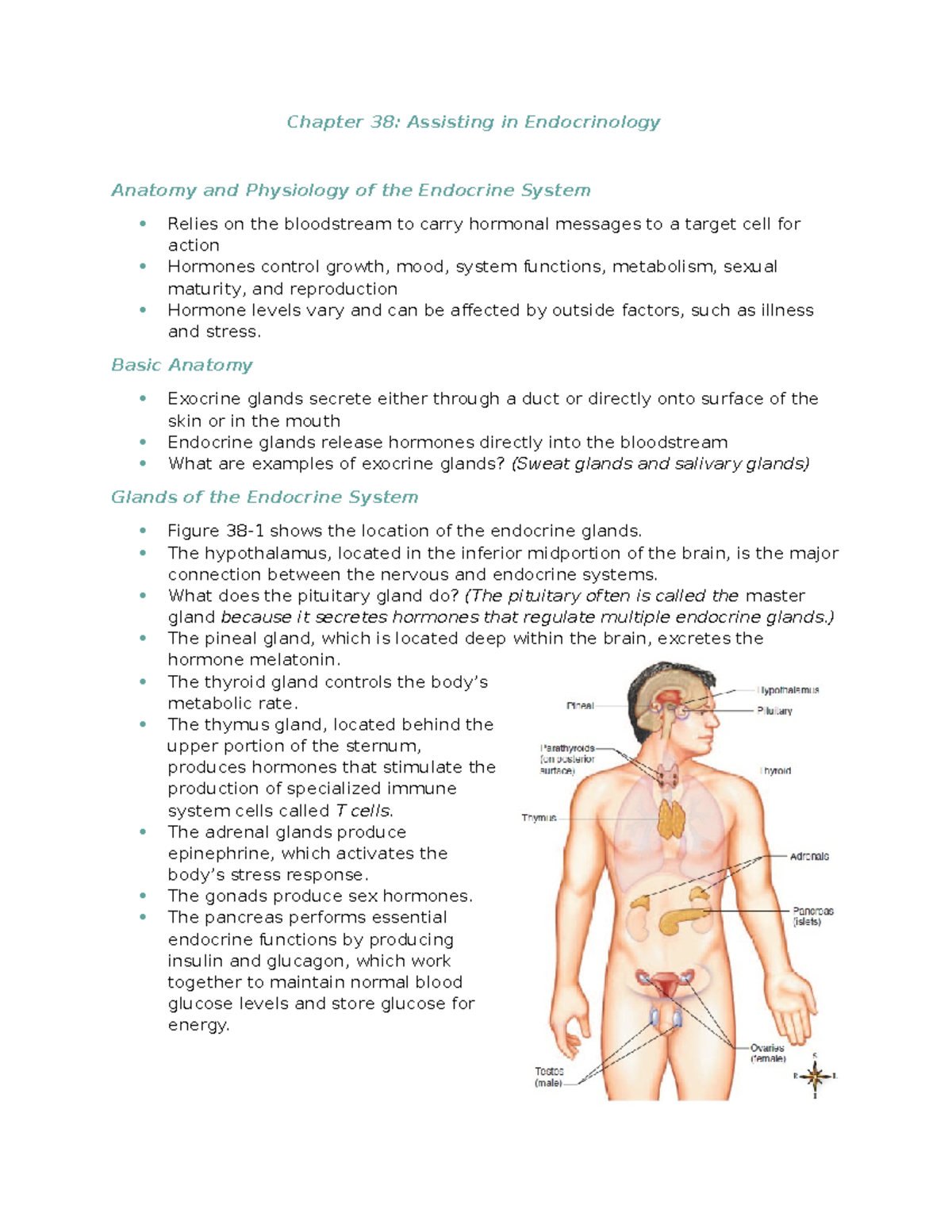 Chapter 38 - Endocrine - Chapter 38: Assisting in Endocrinology Anatomy ...