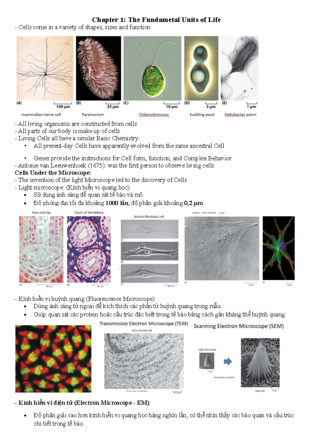 Midterm exam notes for cell biology (BIO101) - Studocu