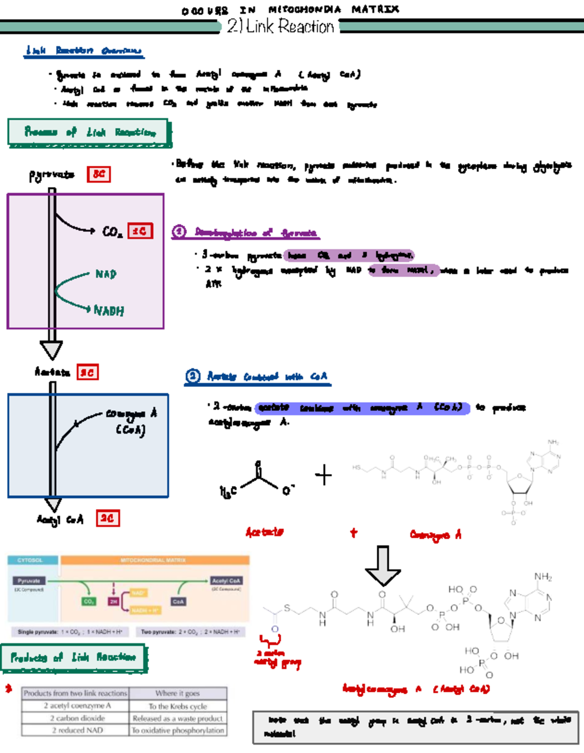 OCCURS 101: Link Reaction Overview and Acetyl CoA Formation - Studocu