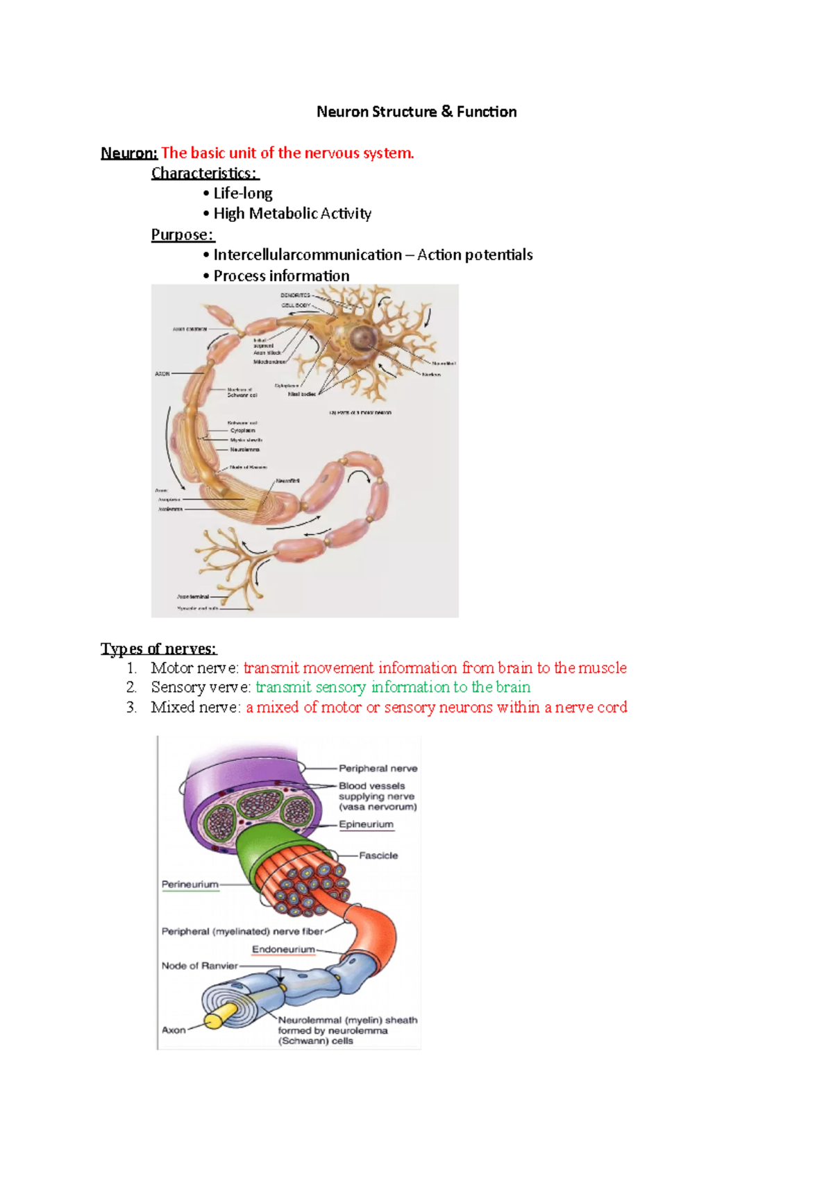 Unit 5: Brain Anatomy - Neuron Structure & Function Neuron: The basic ...