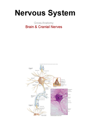 Comprehensive Study Guide: Anatomy and Physiology Overview ...