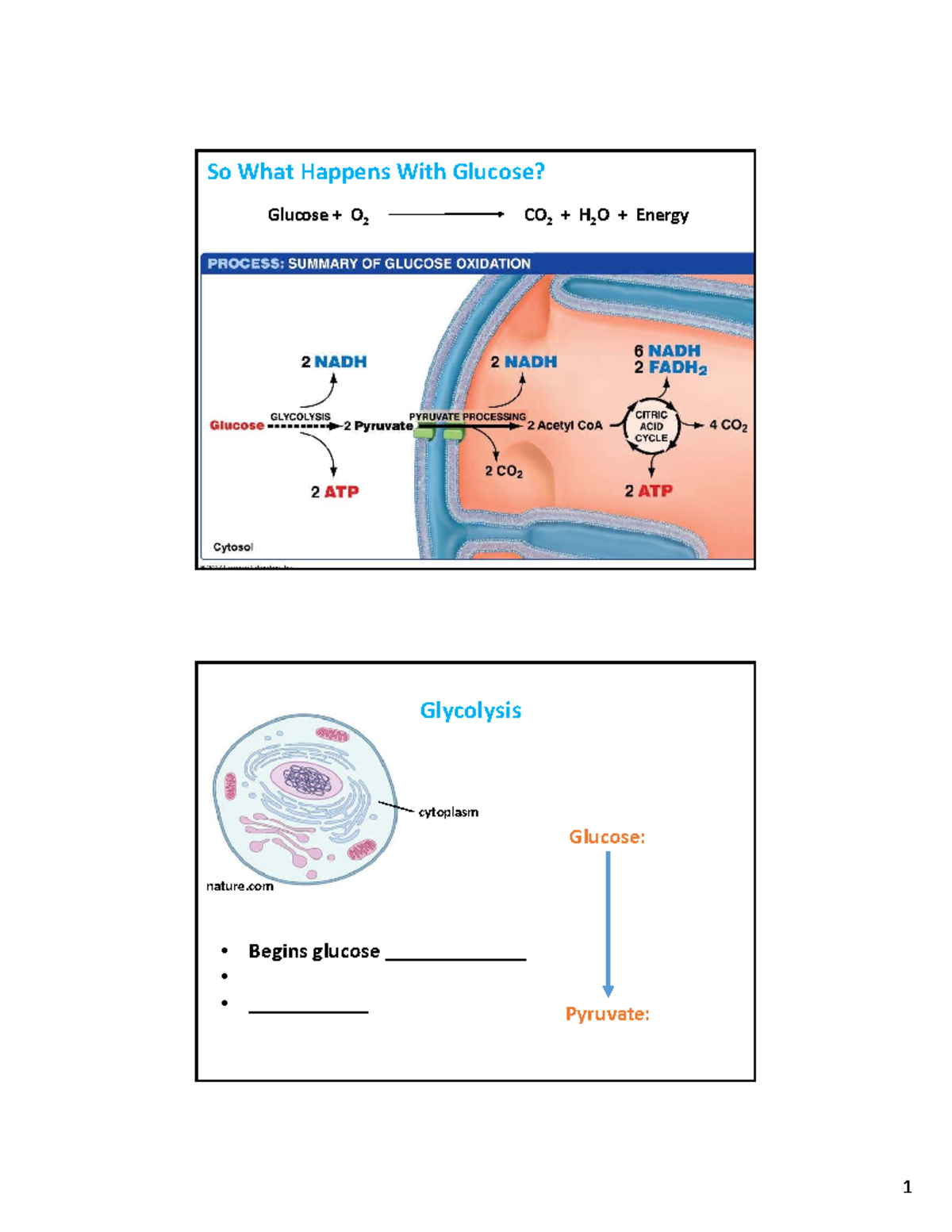 Cellular Respiration: Glycolysis, Citric Acid Cycle & ETC (BIO101 ...