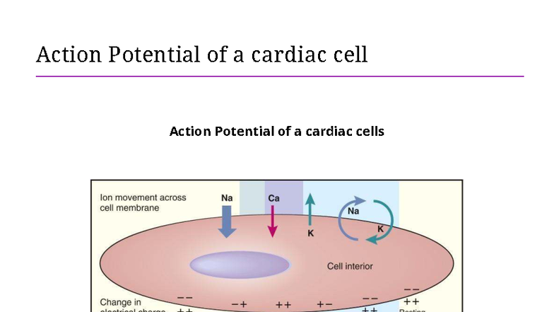 Action Potential of Cardiac Cells: Phases Explained - Studocu