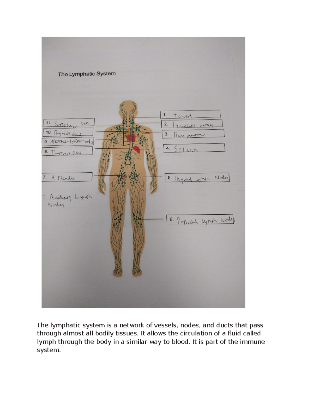 Lymphatic System Overview and Lymphatic Filariasis - BIO101 - Studocu