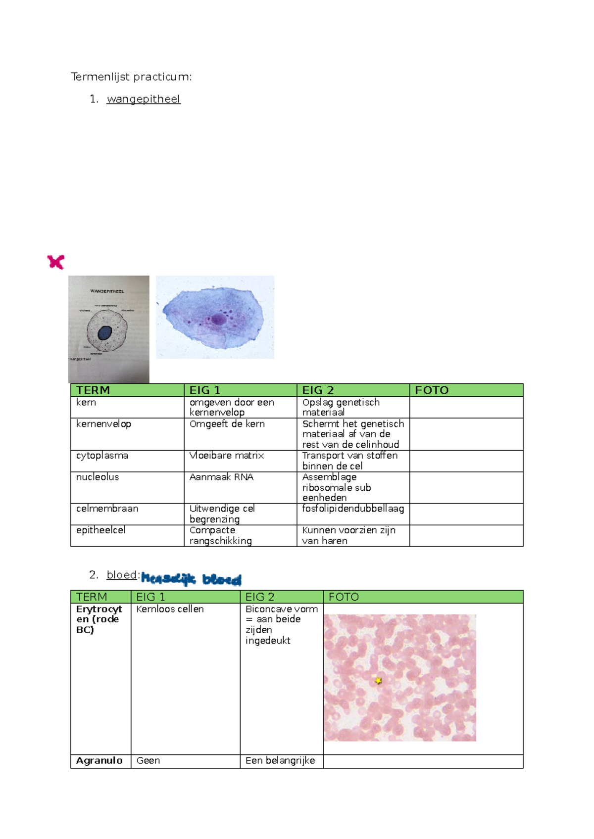 Termenlijst Practicum: Epitheel, Bloed, Darm en Huid EIG 1-2 - Studocu