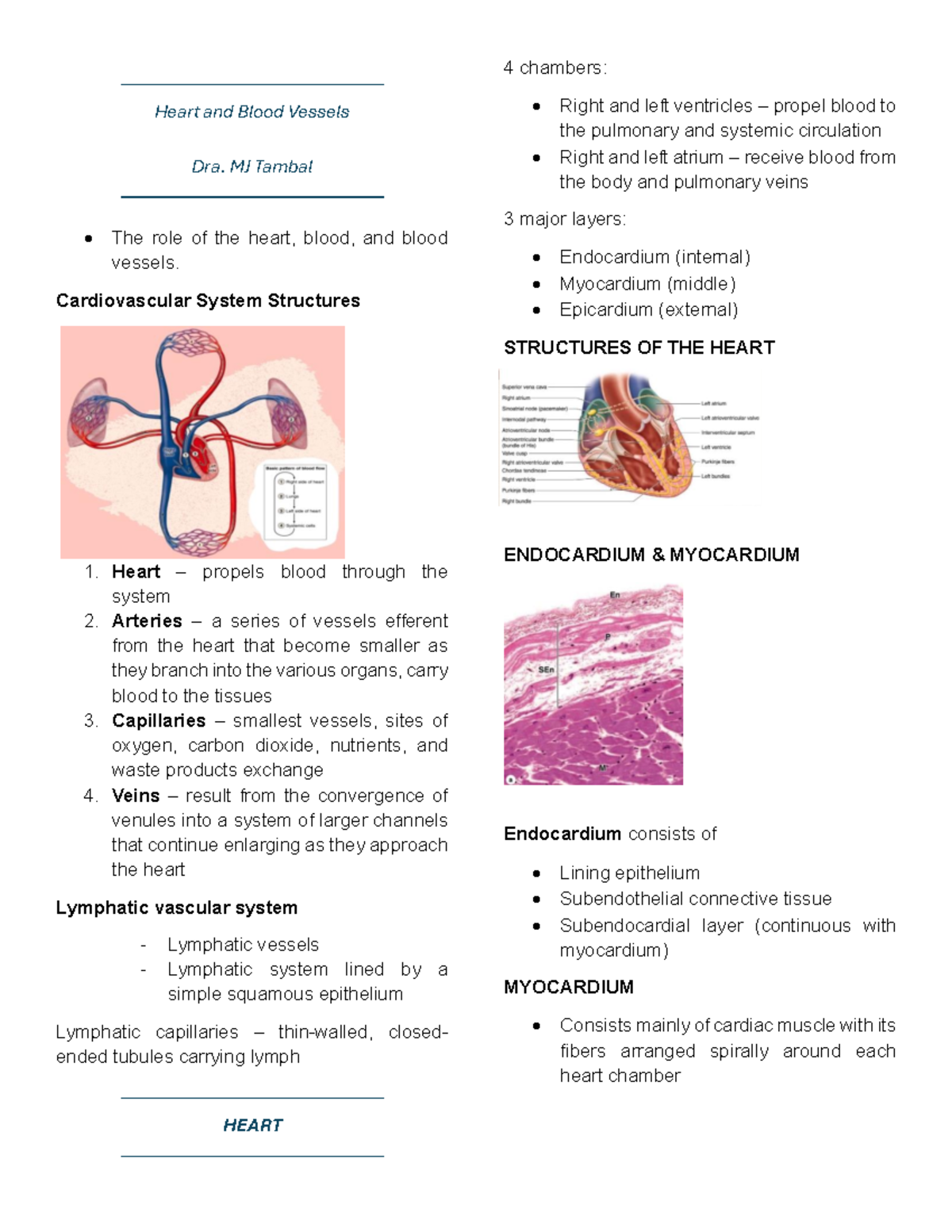 67324234902w3e456t: Heart & Blood Vessels Overview (Cardiovascular ...