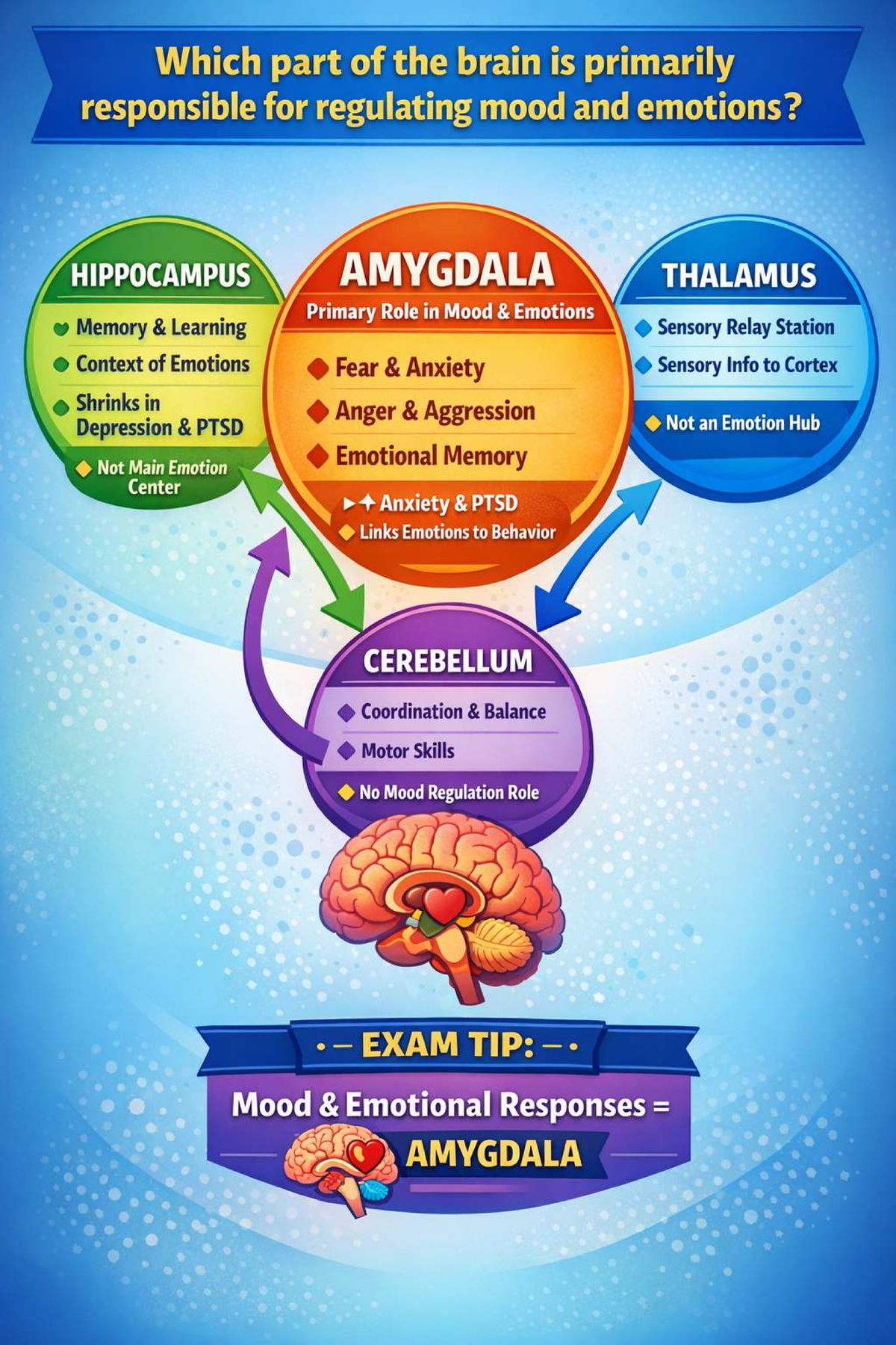 Understanding the Role of the Amygdala in Mood Regulation: Exam Tips ...