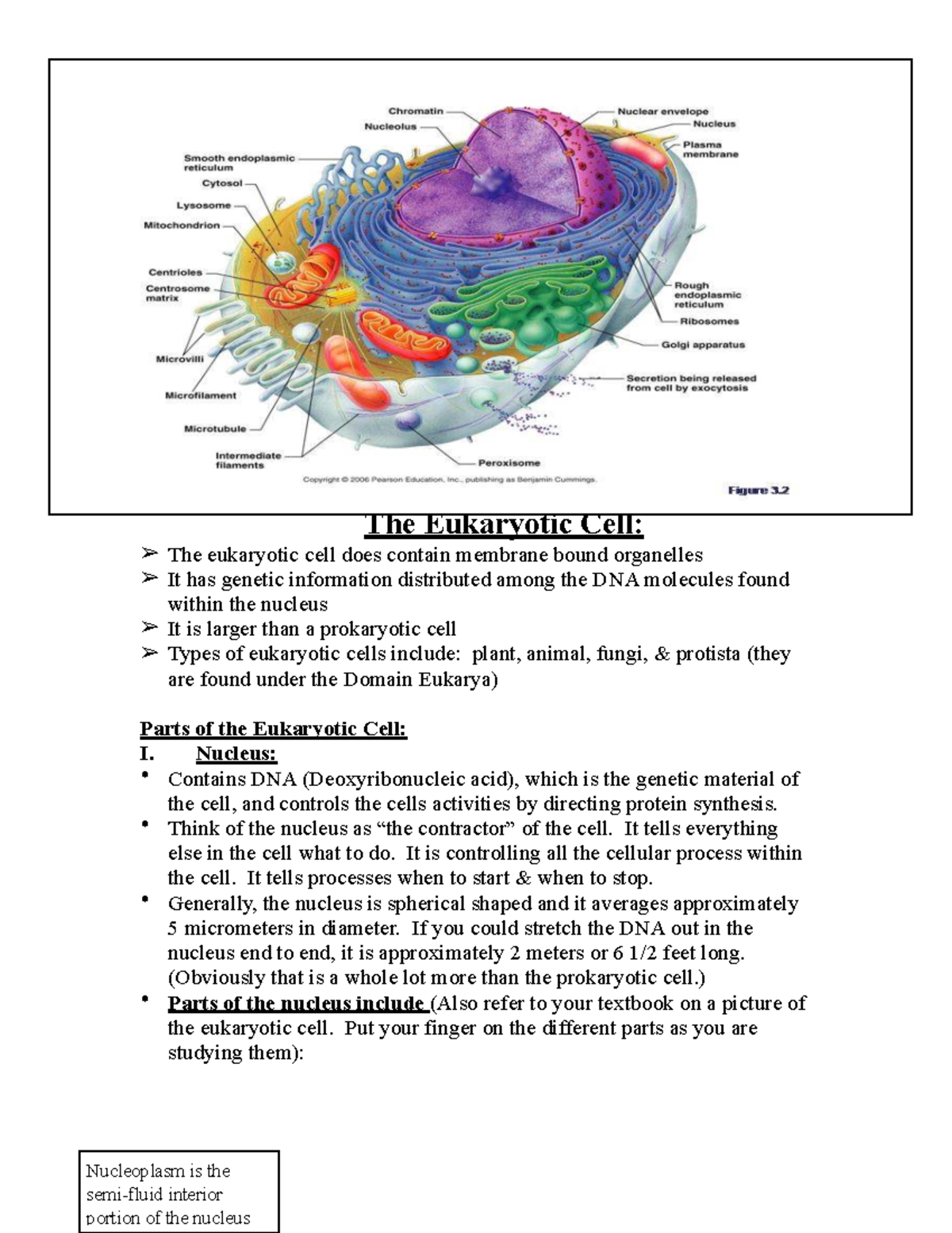 Eukaryotic Cell Structure & Function Notes for Bio 101 - Studocu