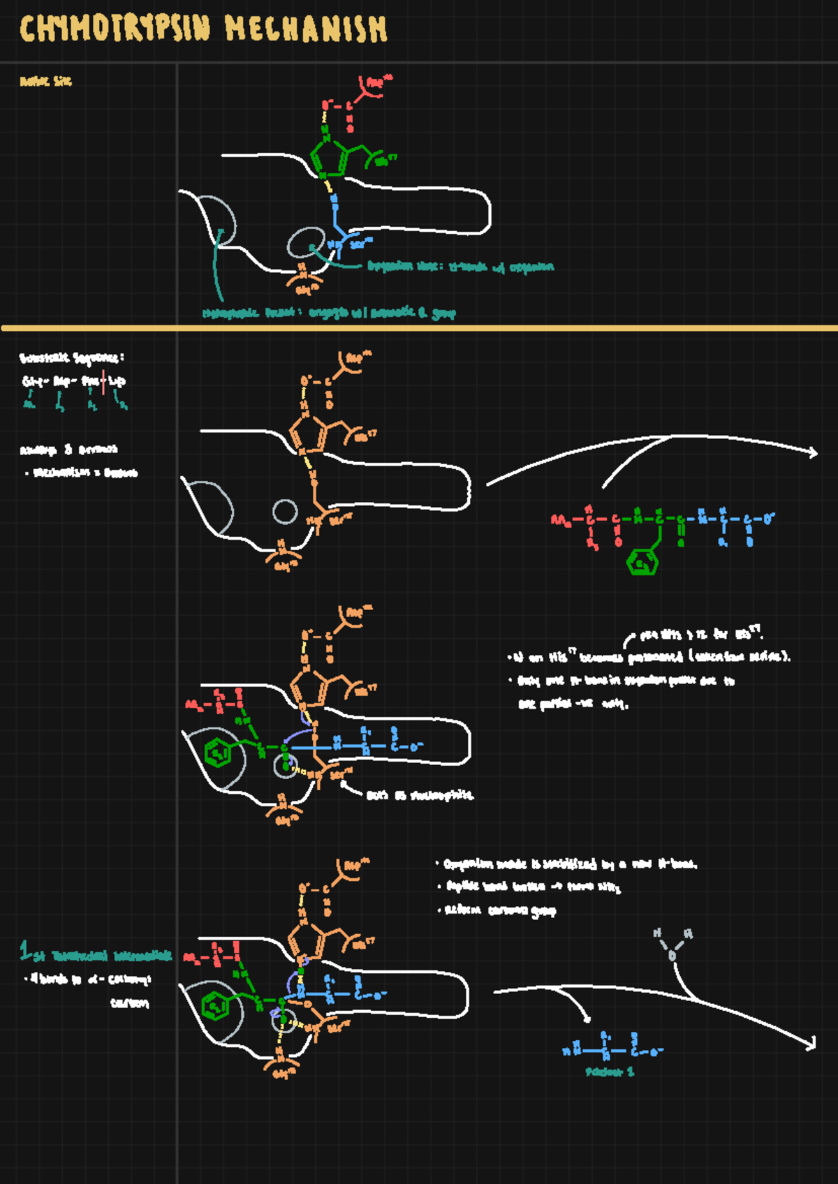 Chymotrypsin Mechanism - CHYMOTRYPSIN MECHANISM 102 Activesite Asp o ...